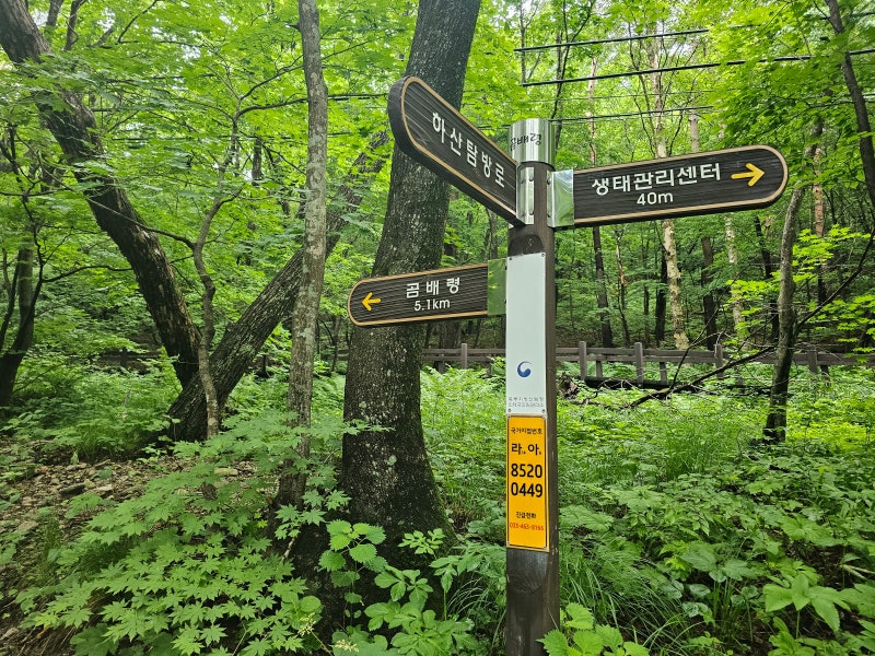 천상의 화원 인제 곰배령 점봉산 산림생태탐방 예약 및 등산 코스 네이버 블로그