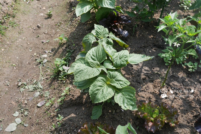 깻잎 키우기재배 들깨 심는 시기모종and파종 시기수확 시기순치기 네이버 블로그