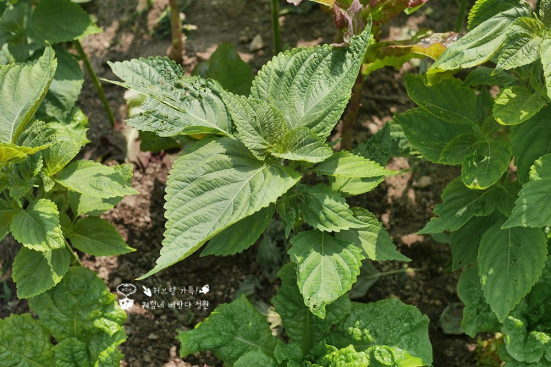 깻잎 키우기재배 들깨 심는 시기모종and파종 시기수확 시기순치기 네이버 블로그