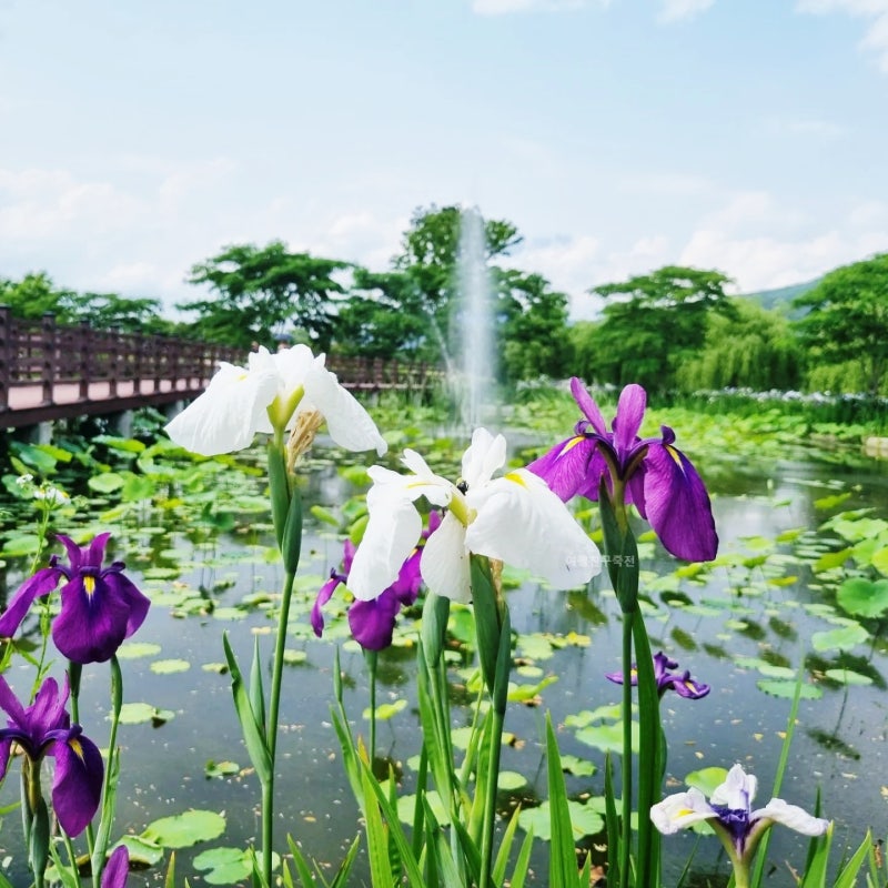 단오 수레바퀴 모양 단오음식 수리취떡 : 네이버 블로그