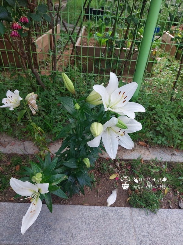 6월에 피는 꽃백합과 식물 백합 키우기 구근꽃말 나리꽃 네이버 블로그
