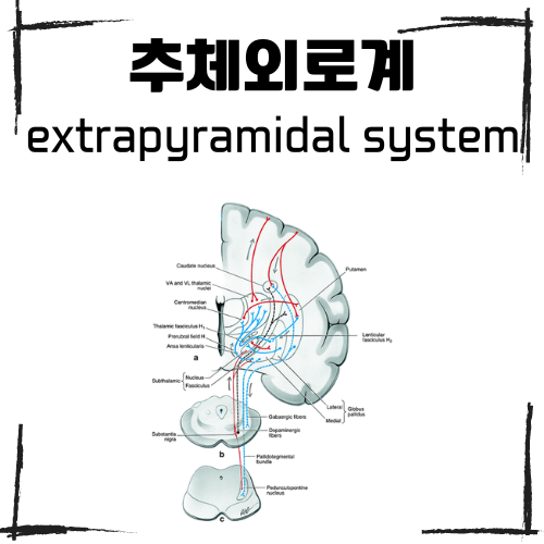 무의식적인 움직임을 조절하는 추체외로계(extrapyramidal system)에서 알아보자! : 네이버 블로그