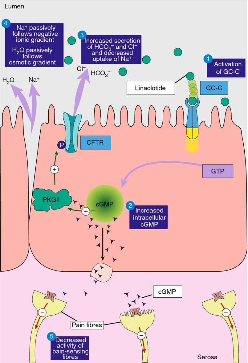 리나클로타이드 (linaclotide, 린제스, Linzess), 소아 기능성 변비 치료제 FDA승인 : 네이버 블로그