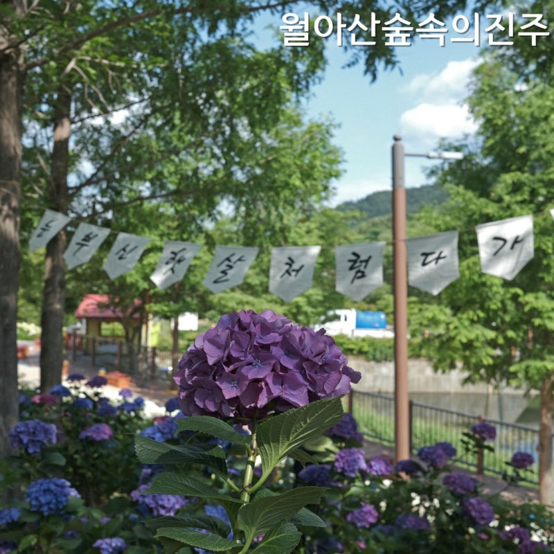 진주수국축제 월아산숲속의진주 실시간 개화 및 수국 위치 여기 예뻤다 네이버 블로그