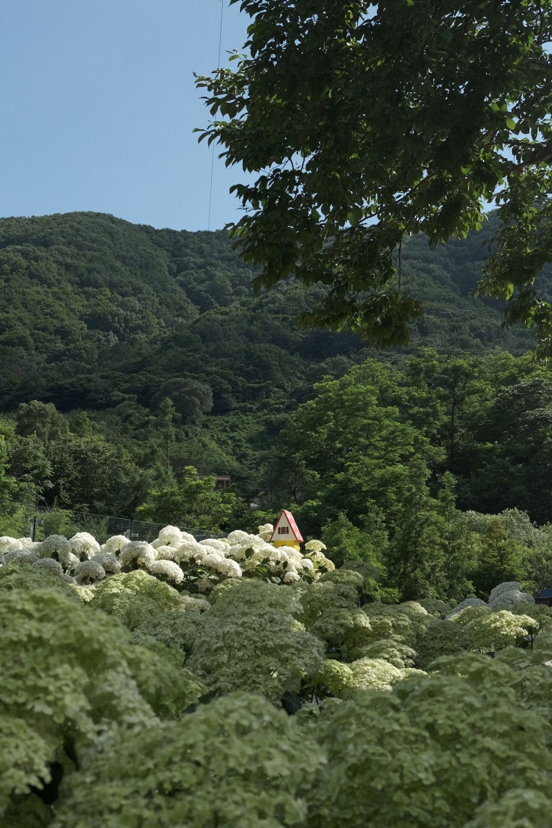 진주수국축제 월아산숲속의진주 실시간 개화 및 수국 위치 여기 예뻤다 네이버 블로그