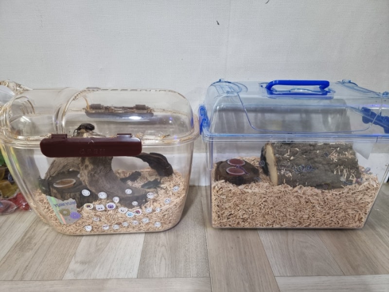 건강한 장수풍뎅이키우기를 위한 곤충사료 장수풍뎅이젤리 먹이 이야기 네이버 블로그