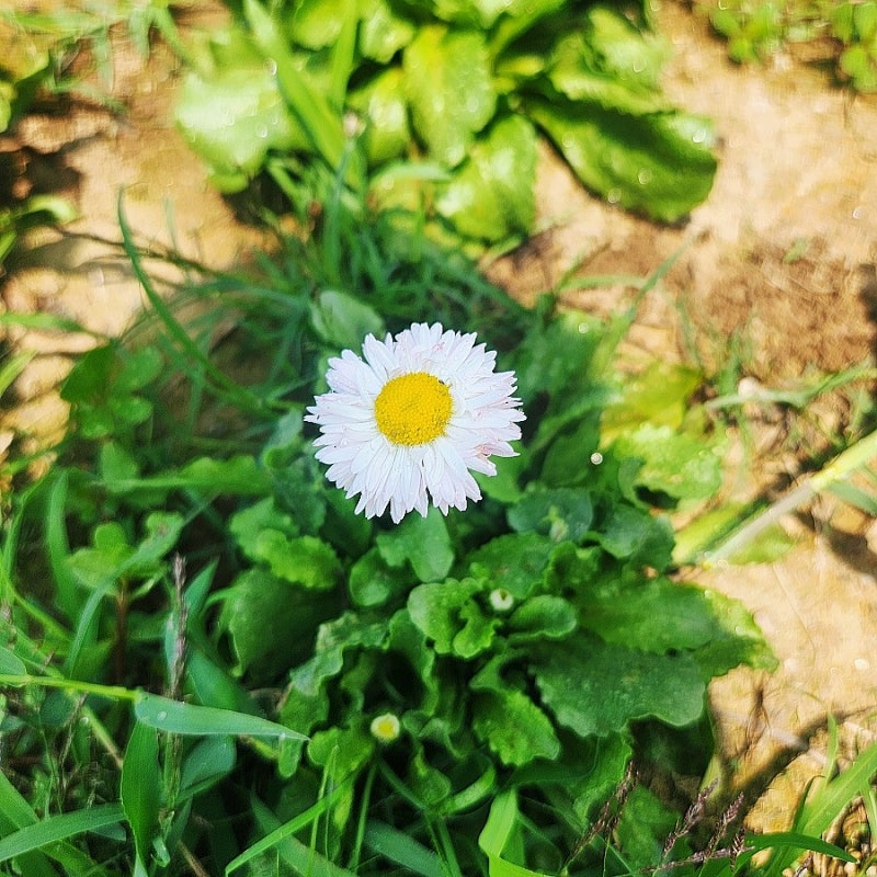 잉글리쉬 데이지 키우기 파종시기 발아조건 물주기 네이버 블로그