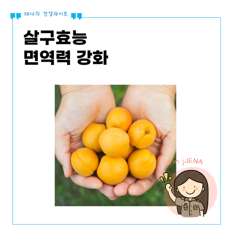 살구 살구씨 효능 부작용 먹는법보관법 칼로리 네이버 블로그