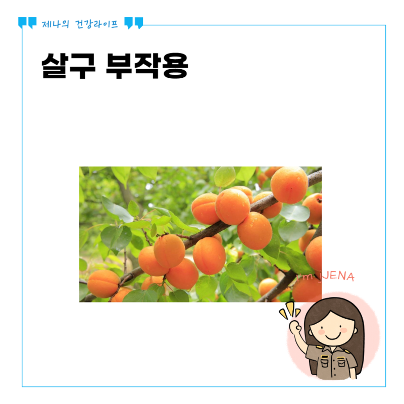 살구 살구씨 효능 부작용 먹는법보관법 칼로리 네이버 블로그