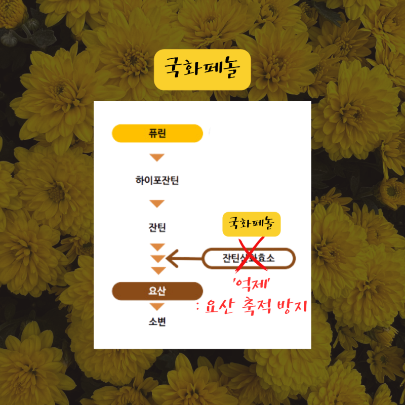 퓨린 많은 음식 요산 배출 성분 체크 통풍 초기증상 원인 개선방안 네이버 블로그