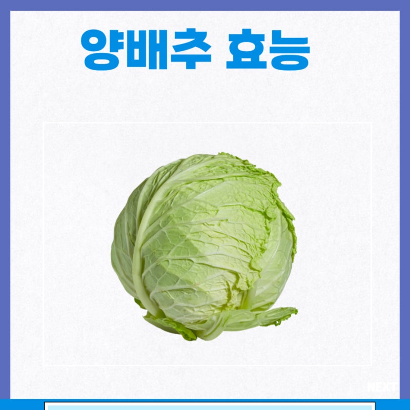 양배추 효능 칼로리 부작용 양배추즙 생양배추 삶은양배추 먹는법 양배추환 네이버 블로그