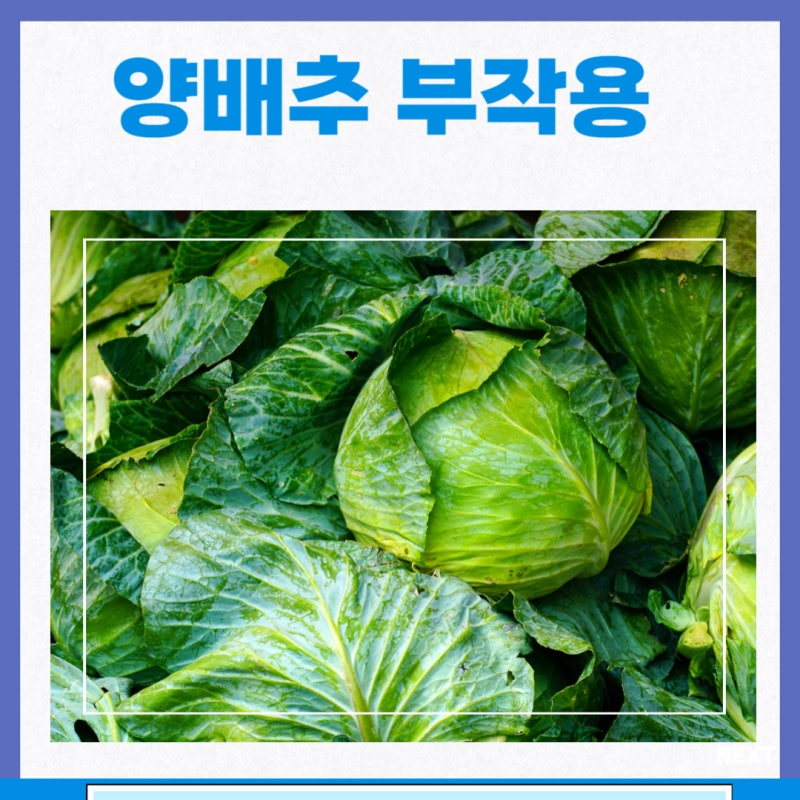 양배추 효능 칼로리 부작용 양배추즙 생양배추 삶은양배추 먹는법 양배추환 네이버 블로그
