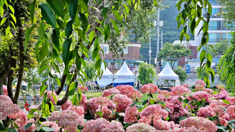 충남 여행지 공주 유구색동수국정원 공주수국축제 볼거리 충남 드라이브코스 네이버 블로그