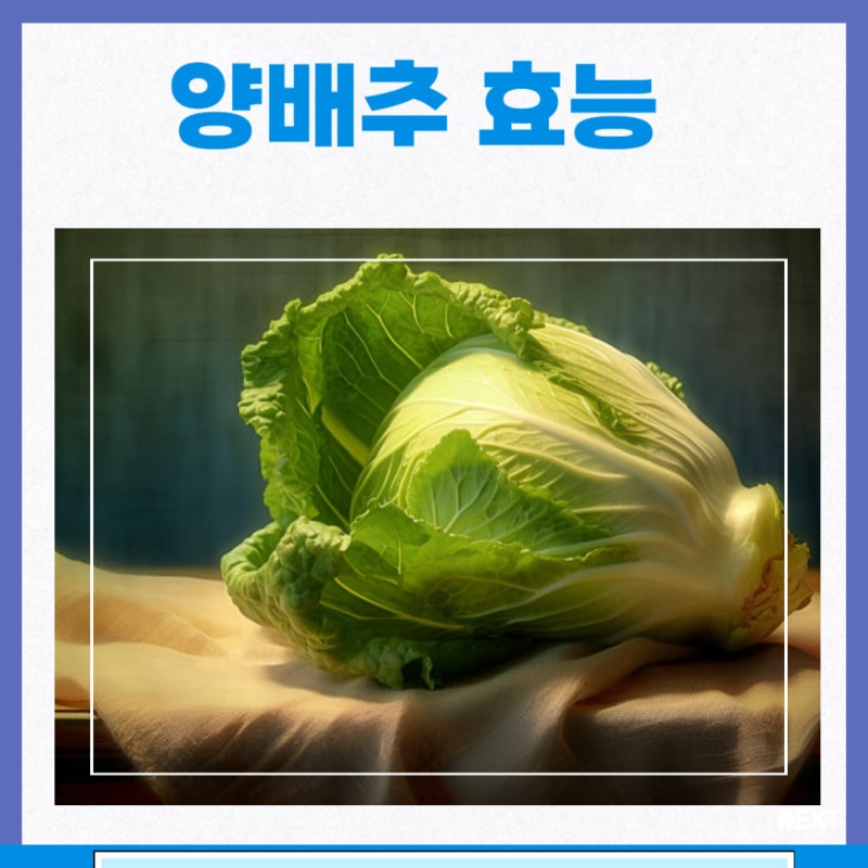 양배추 효능 칼로리 부작용 양배추즙 생양배추 삶은양배추 먹는법 양배추환 네이버 블로그