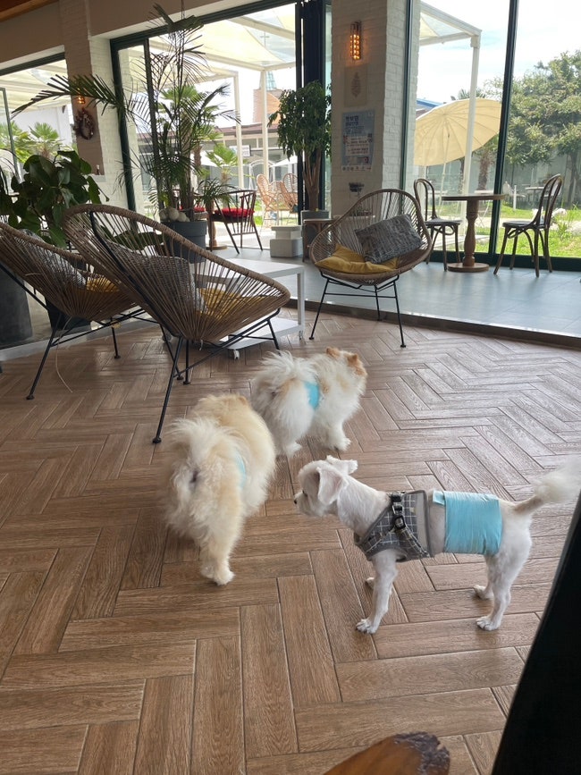 넓고 쾌적한 송정 기장 애견동반카페 피터펫 부산본점 100 추천후기 네이버 블로그