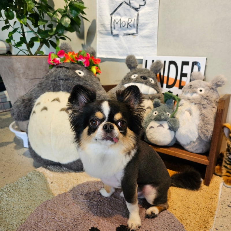 [청주 애견 동반] 애견 수영장, 잔디 정원이 넓은 애견운동장 "모리네집" 내돈내산 방문 후기 (노키즈존) : 네이버 블로그