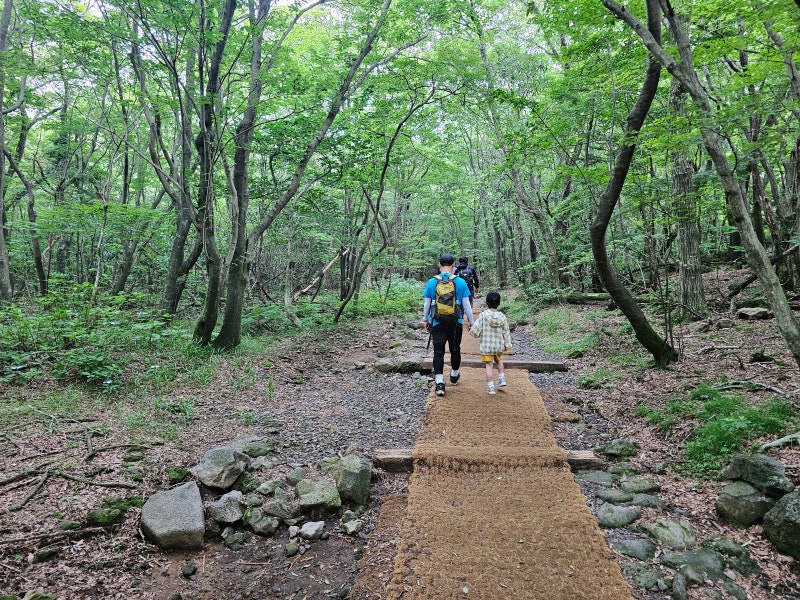한라산 탐방 예약 및 등산 코스성판악~백록담~관음사 종주 코스 네이버 블로그