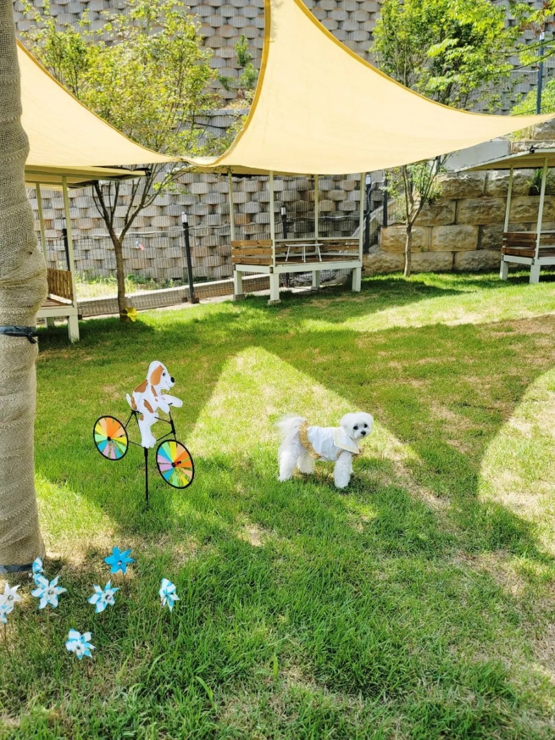 퍼피힐 애견카페 다양한 포토존과 예쁜 천연잔디 애견운동장 네이버 블로그