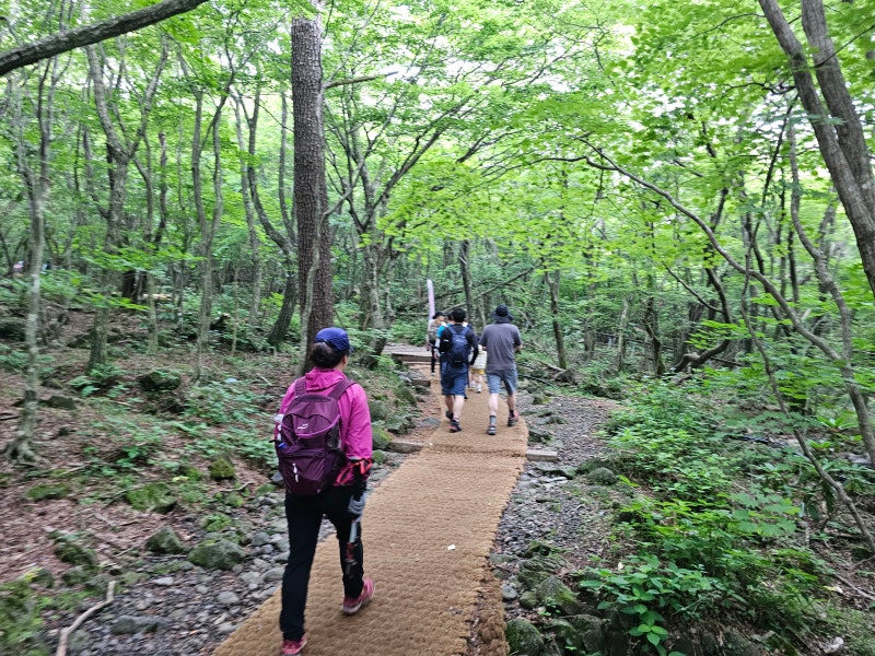 한라산 탐방 예약 및 등산 코스성판악~백록담~관음사 종주 코스 네이버 블로그