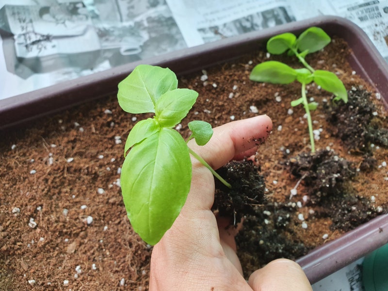 바질 키우는법 씨앗 모종 물주기 분갈이 순지르기 수확 스위트 바질 키우기 네이버 블로그