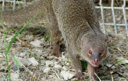 자바 정글에서 사는 동물들 : 네이버 블로그