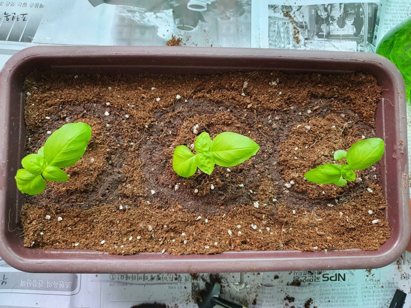 바질 키우는법 씨앗 모종 물주기 분갈이 순지르기 수확 스위트 바질 키우기 네이버 블로그