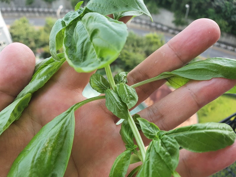 바질 키우는법 씨앗 모종 물주기 분갈이 순지르기 수확 스위트 바질 키우기 네이버 블로그