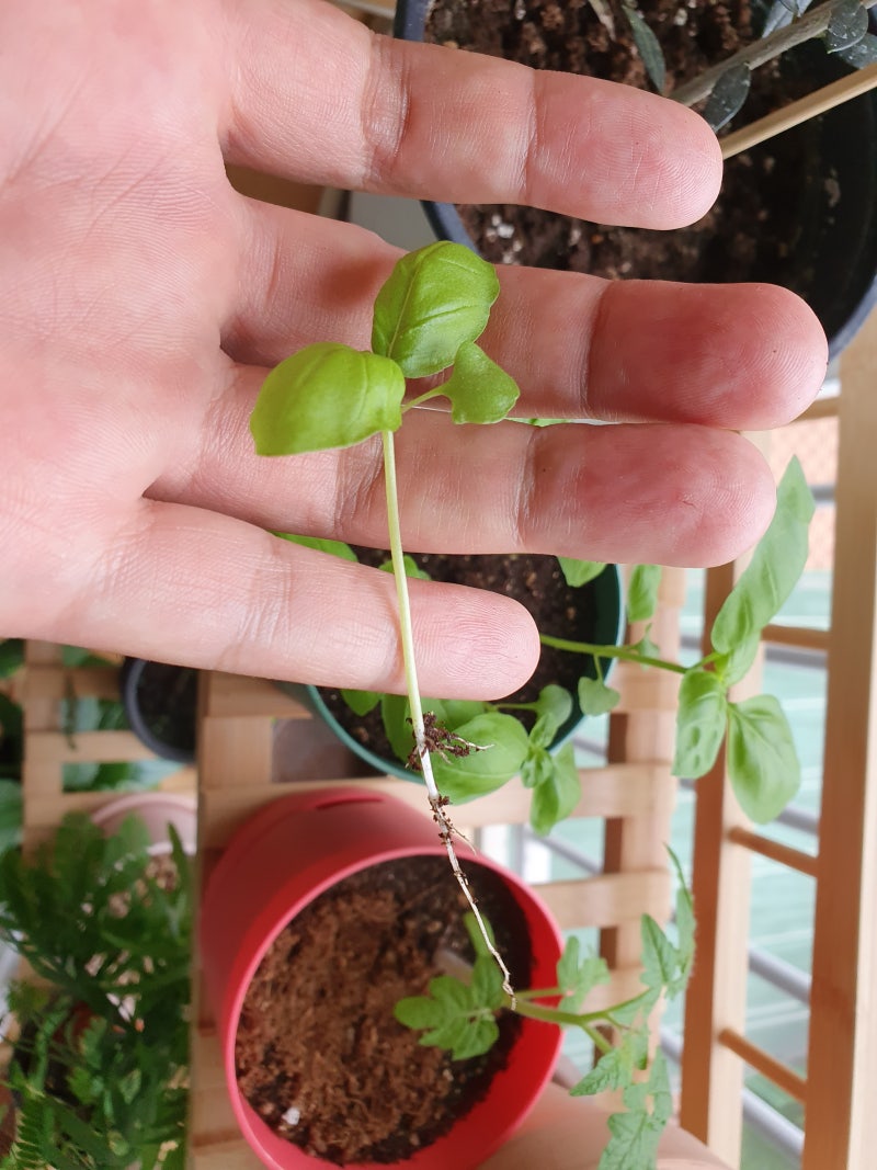 바질 키우는법 씨앗 모종 물주기 분갈이 순지르기 수확 스위트 바질 키우기 네이버 블로그