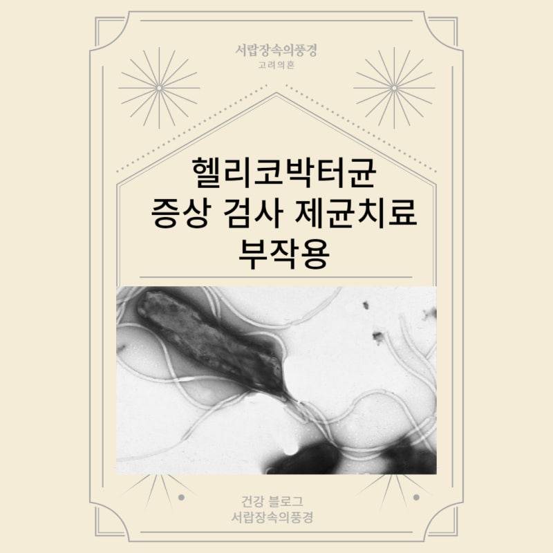 헬리코박터균 헬리코박터균 증상 검사 헬리코박터 파일로리 제균치료 부작용 좋은 식품 네이버 블로그