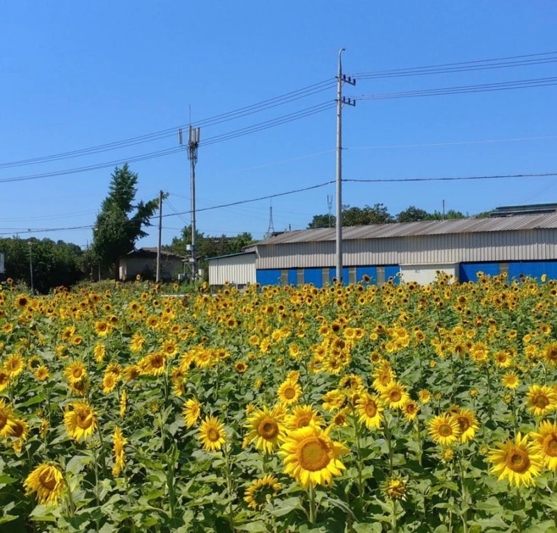 2023 함안 해바라기축제 기본정보 함안 여행 강주 해바라기마을 명소 가볼만한곳 네이버 블로그