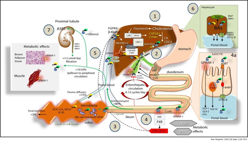 담즙분비와 구성(Bile formation and secretion ) : 네이버 블로그