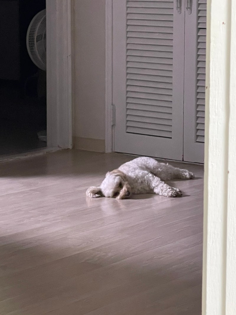 제49회 SQLD 3일 공부하고 합격 후기 :: 찐 비전공자 후기 맞음, 초가성비 공부 방법 : 네이버 블로그