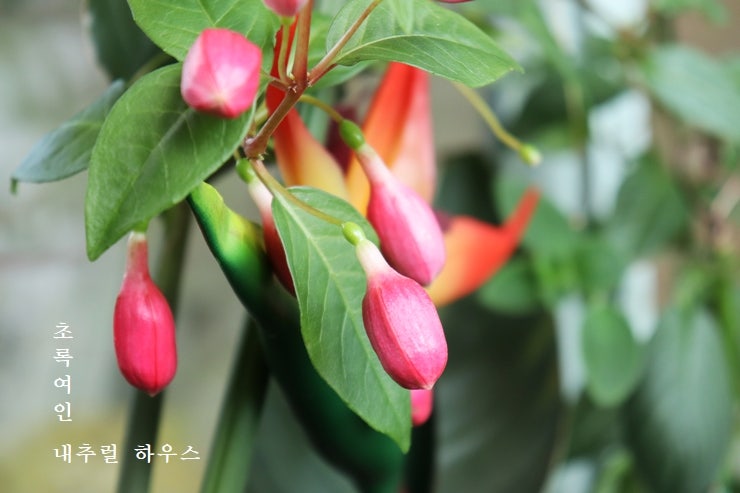 폭염주의보 발효, 7월 초 여름 베란다 정원 풍경 : 네이버 블로그