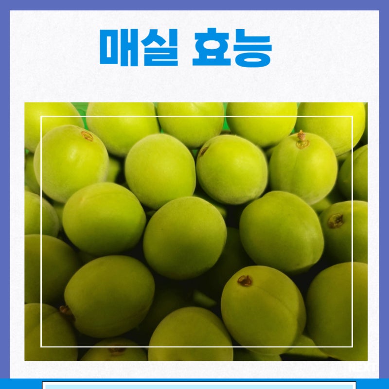 매실 효능 매실액 매실주 매실청 매실차 효능 부작용 매실 수확시기 네이버 블로그