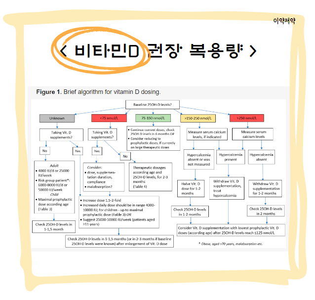 비타민D 대사과정 및 기능 [cholecalciferol, calciol, calcifediol, calcitriol ...