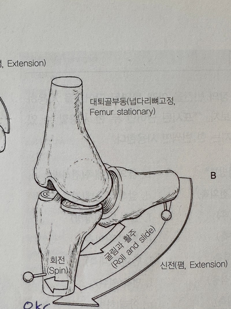 필라테스 해부학 관절 움직임의 법칙 볼록면의 법칙 오목면의 법칙 네이버 블로그