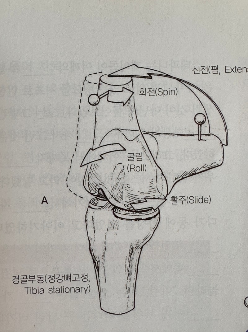 필라테스 해부학 관절 움직임의 법칙 볼록면의 법칙 오목면의 법칙 네이버 블로그