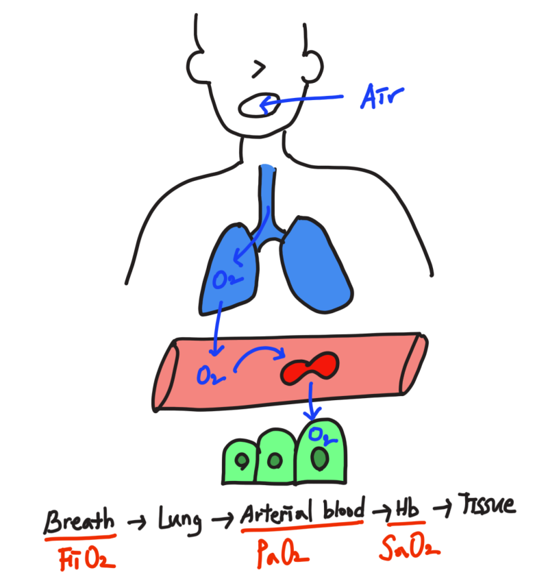산소화(Oxygenation) : FiO2, SaO2, PaO2, SpO2 : 네이버 블로그