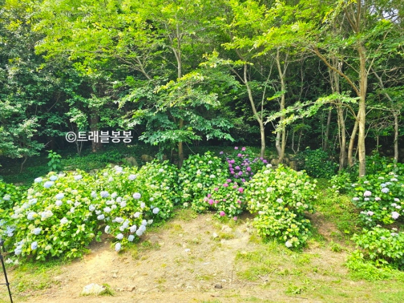 부산 영도 태종대 수국 태종사 수국축제 6월 7월 꽃구경 가볼만한곳 네이버 블로그