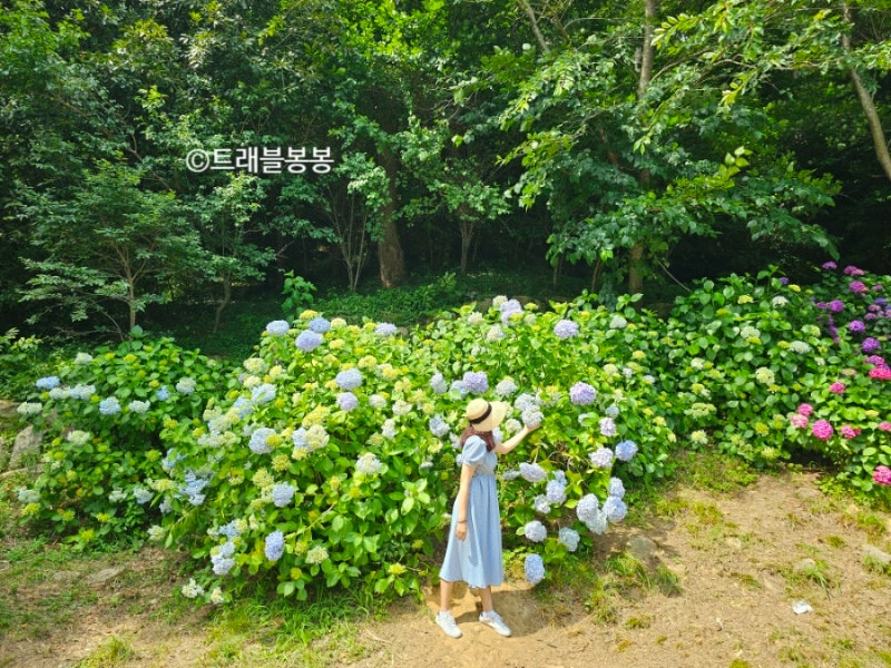 부산 영도 태종대 수국 태종사 수국축제 6월 7월 꽃구경 가볼만한곳 네이버 블로그