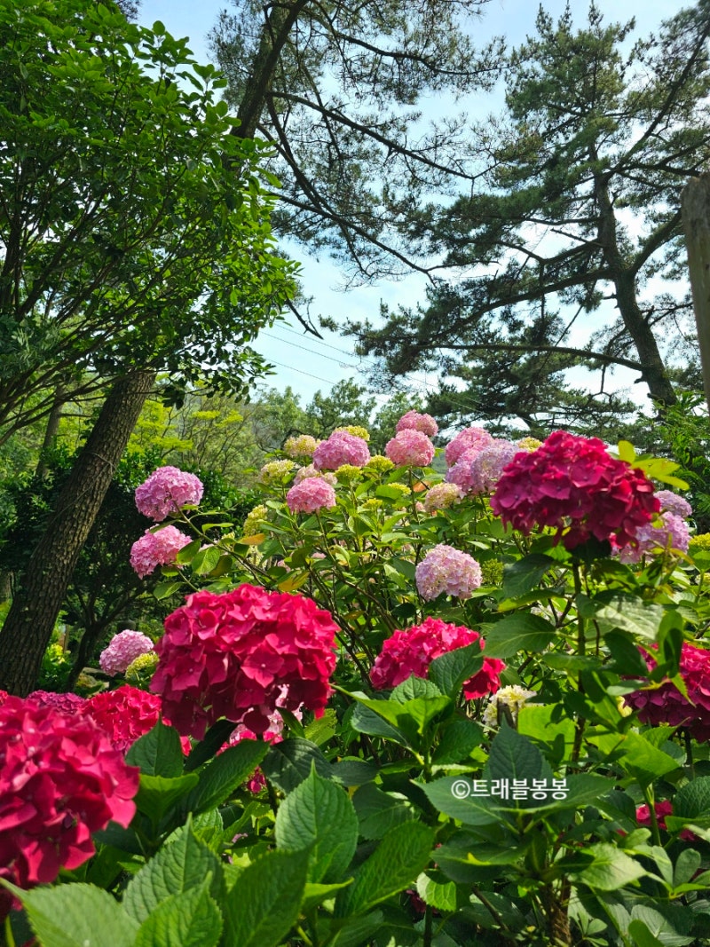 부산 영도 태종대 수국 태종사 수국축제 6월 7월 꽃구경 가볼만한곳 네이버 블로그