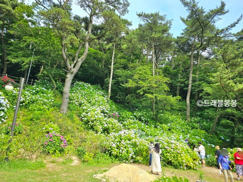 부산 영도 태종대 수국 태종사 수국축제 6월 7월 꽃구경 가볼만한곳 네이버 블로그