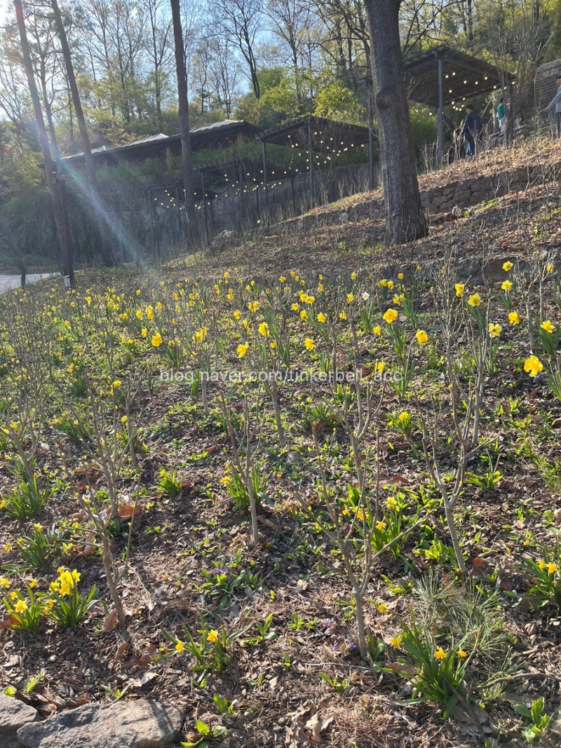 화담숲 모노레일 코스설명 And 발권성공하는 법 L 수선화축제에 다녀왔어요 네이버 블로그