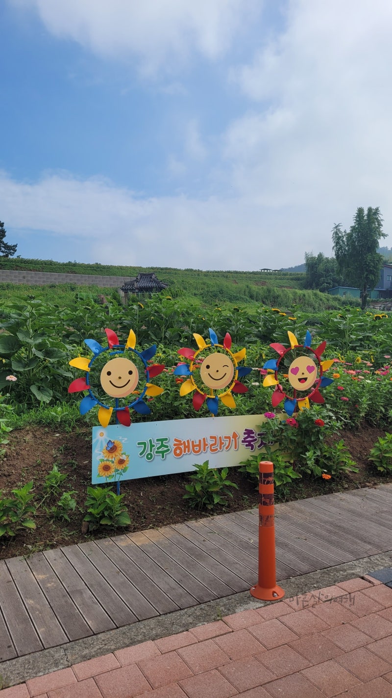 함안가볼만한곳 강주해바라기마을 축제 미리 다녀온 후기 네이버 블로그