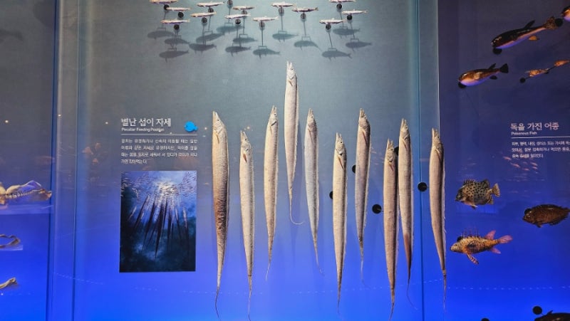 서천 아이와 가볼만한곳 씨큐리움 서천해양박물관 Ft바다마을 이용시간 네이버 블로그