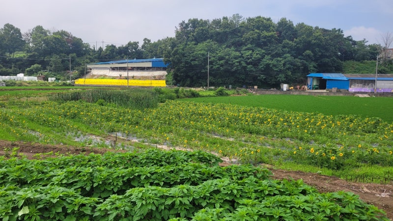 함안가볼만한곳 강주해바라기마을 축제 미리 다녀온 후기 네이버 블로그