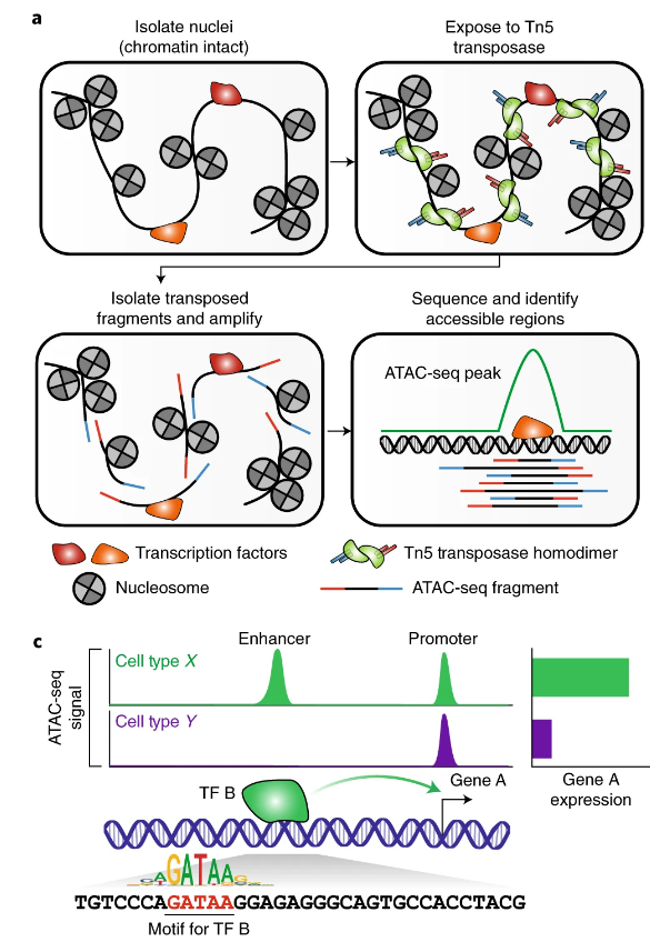 [생물정보학] ChIP-seq, ATAC-seq, Hi-C seq epigenomics : 네이버 블로그