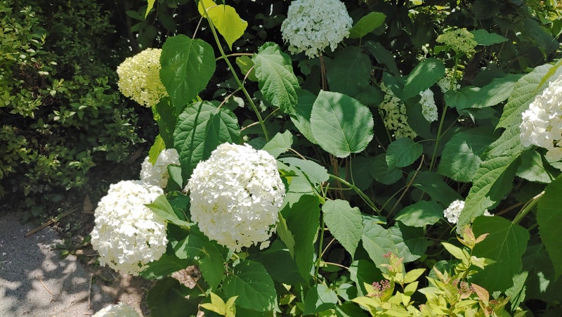 수국 키우기 팁 개화시기 삽목 물주기 물꽂이 꽃대자르기 분갈이 여름꽃 네이버 블로그