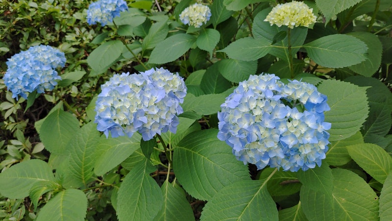 수국 색깔 별 꽃말 파란수국 핑크수국 보라색수국 분홍수국 꽃 꽃말 네이버 블로그