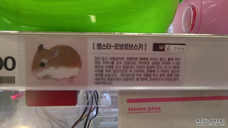 드워프 햄스터 키우기 종류 로보로브스키 사슴햄스터 분양 가격 수명 먹이 네이버 블로그